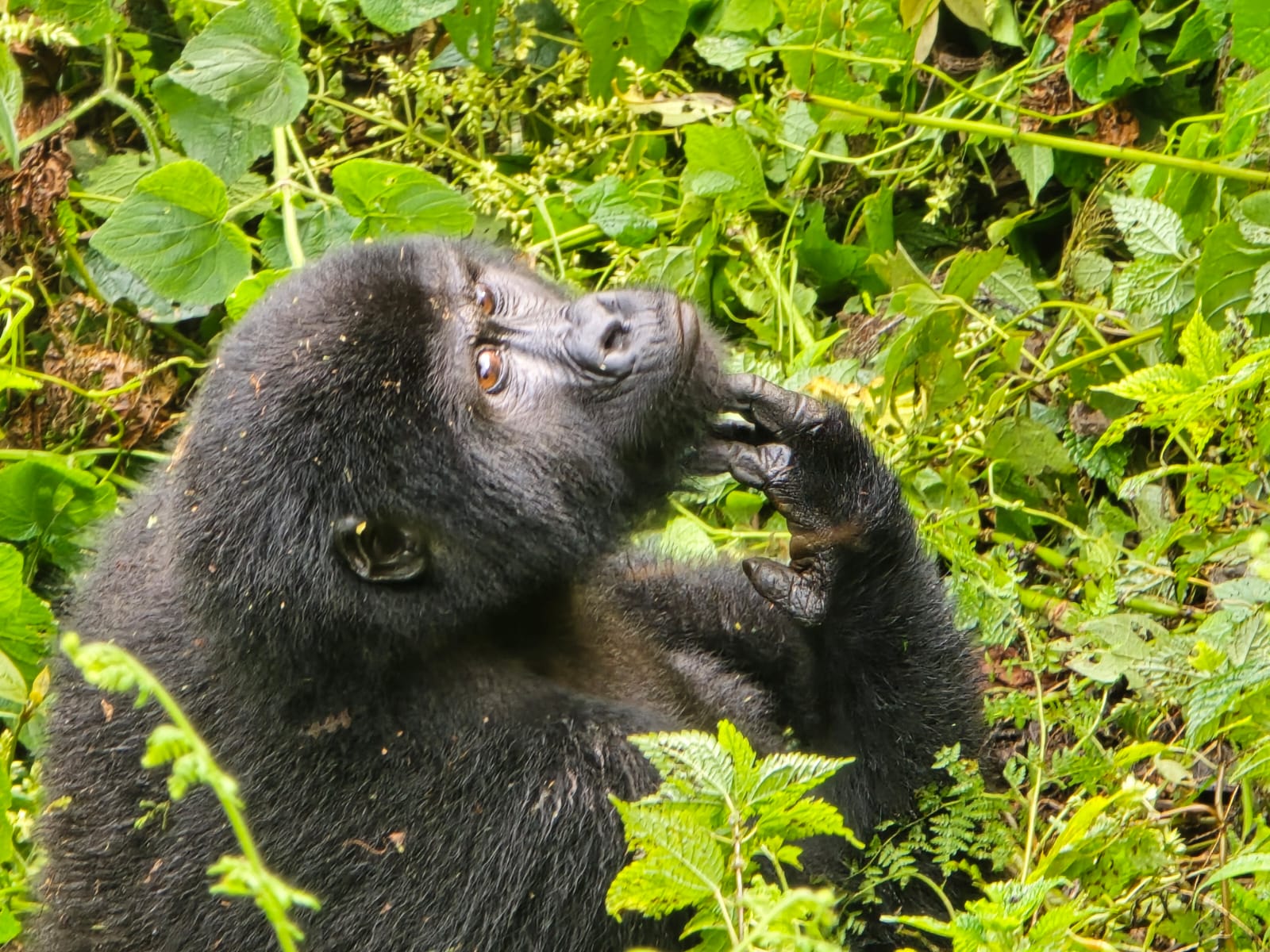 Bwindi Impenetrable National Park Uganda - Orinoco Expeditions