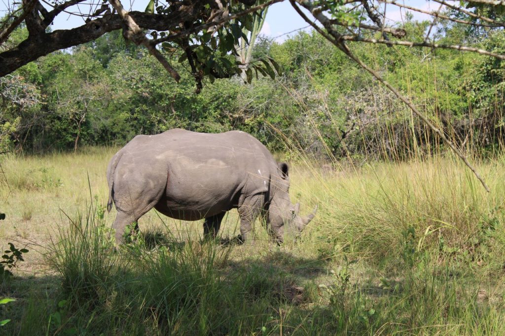 Ziwa Rhino Sanctuary Uganda - Orinoco Expeditions